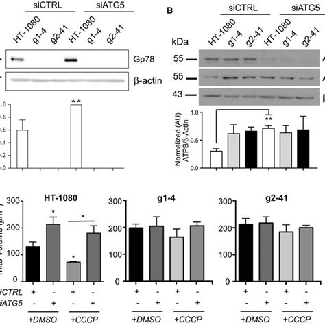 Effects Of Vitamin K2 On Mitophagy And Mitochondrial Biogenesis In