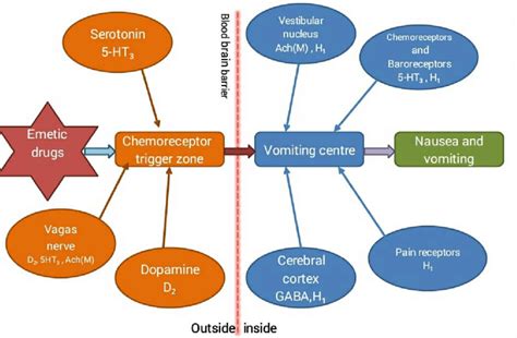 This Figure Shows Some Of The Factors That Initiate Vomiting And The