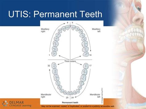 Palmer Notation Fdi Pptx Dental Health Diseases And Conditions
