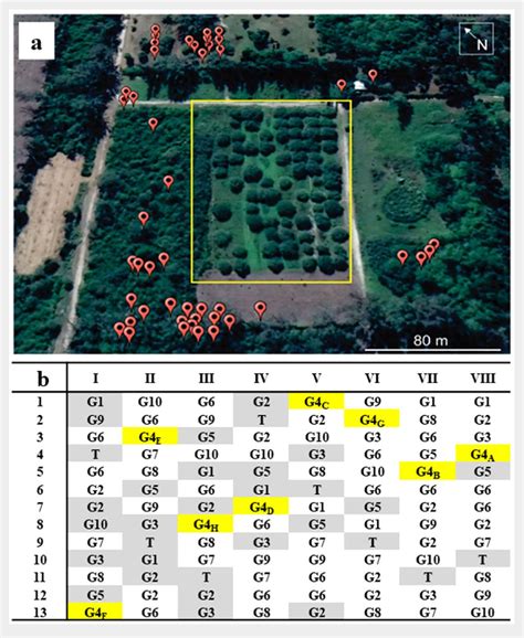 Figure 1 From Pollen Contamination And Mating Patterns In A Prosopis Alba Clonal Orchard Impact