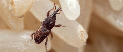 Bugs In Your Rice Meet The Weevil Jp Pest Services