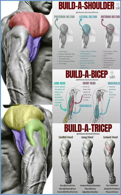 Make Your Lifts Even Better Whilst Building Bigger Rounder Delts Artofit
