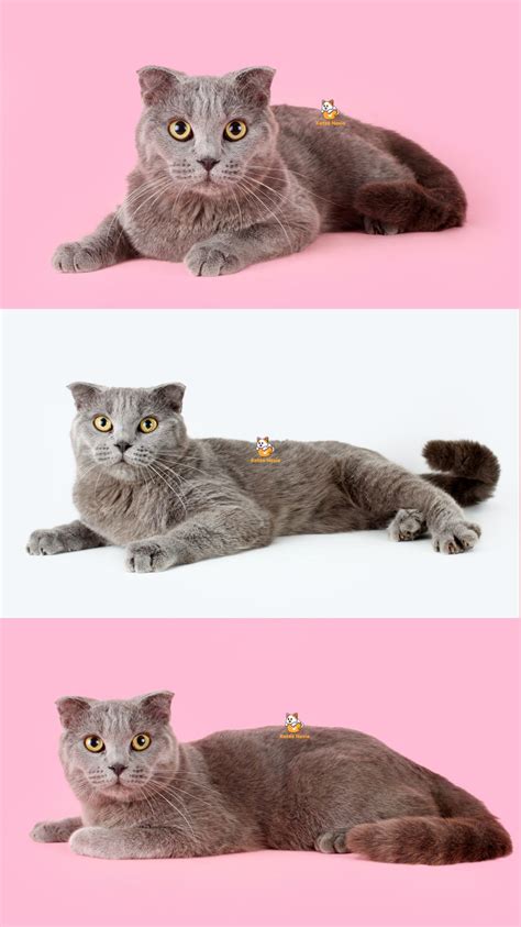 Romeo Kucing British Short Hair Bulan Jantan Katze Nesia