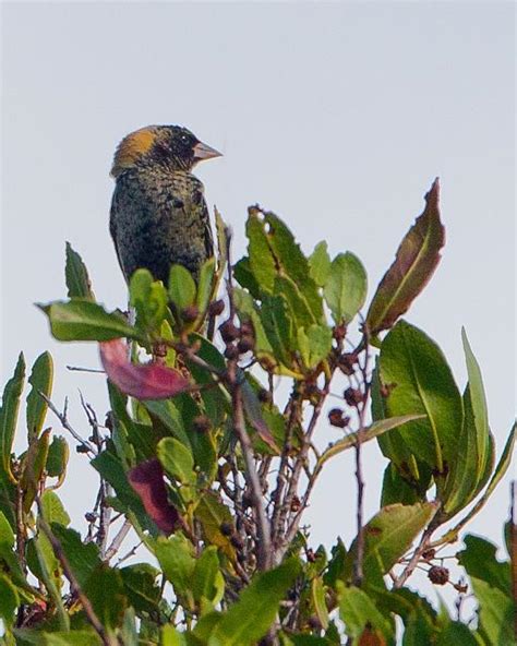 Bobolink Audubon North Carolina
