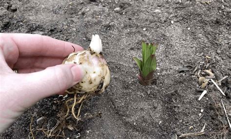 How To Plant Lily Bulbs Uncover The Secrets For Stunning Blooms
