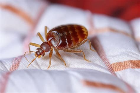 This Close Up Image Captures A Bed Bug A Common Household Pest As It Crawls Across A White Bed