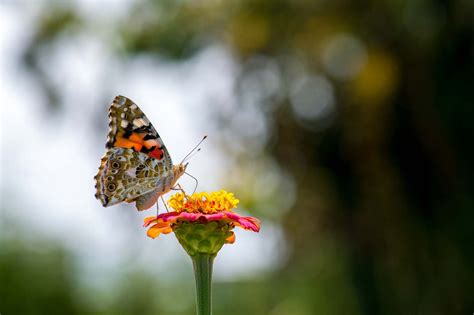 蝶チョウちょうちょ 虫の写真と生態なら昆虫写真図鑑ムシミル