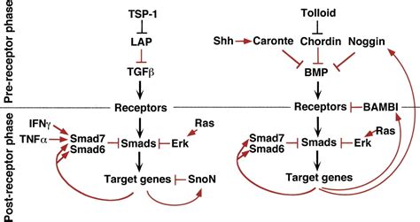 Controlling TGF β signaling