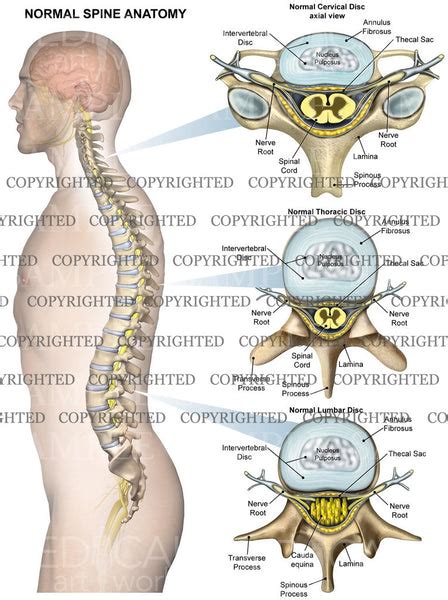 Normal Anatomy Of The Lumbar Spine — Medical Art Works