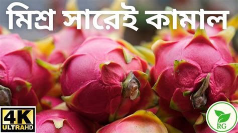ফুল আসার পর ড্রাগন গাছে কী ধরনের খাবার দিতে হবে Best Fertilizer For