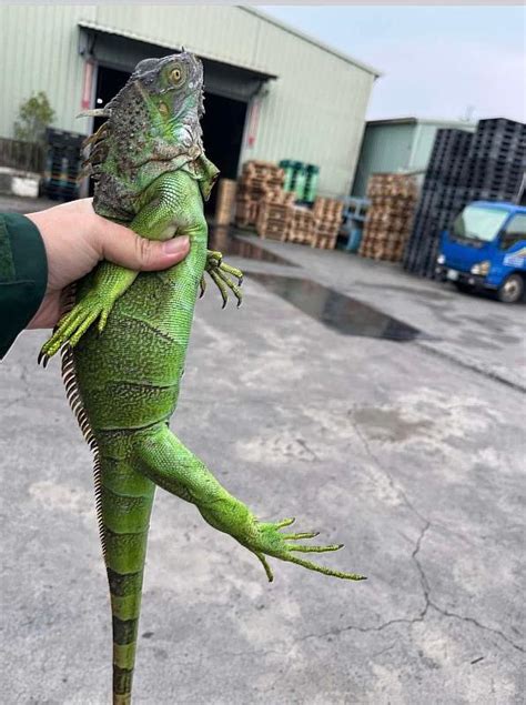 林業及自然保育署臺中分署辦理綠鬣蜥移除教育訓練 與臺中市政府聯手建立中部綠鬣蜥防線 蕃新聞