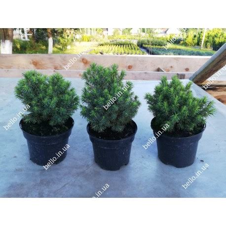 Ялина канадська Альберта Глобе Picea glauca Alberta Globe Ель Львів