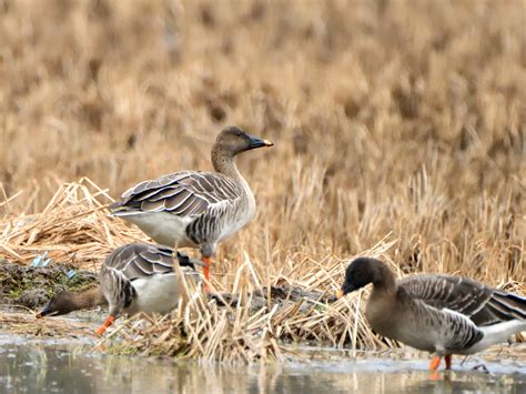ヒシクイ 2018 01 09 日本の野鳥識別図鑑