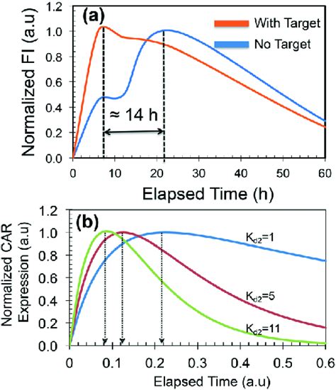 Temporal Variation Of Car Targeting Cd19 Antigen Expression With And