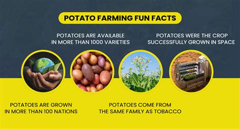 Potato Farming Process Cultivation Planting And Harvesting