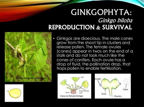 Gymnosperms Ginkgophyta By Al John Ahmad