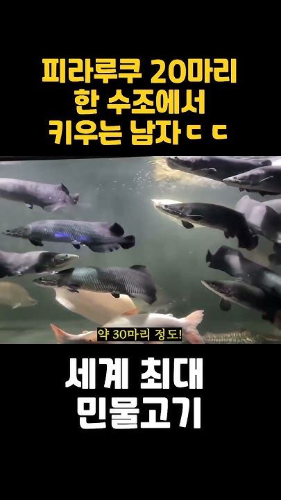 피라루쿠 밥주기 Youtube