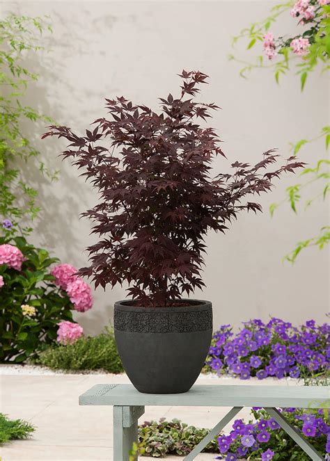 Acer Palmatum Atropurpureum 3ltr Dobbies Garden Centres