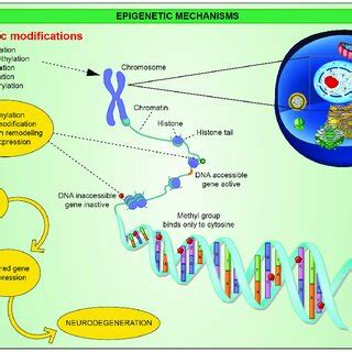 Schematic Representation Of Epigenetic Modifications In B Cells At The