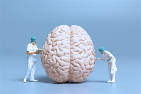 Dura Mater Anatomie Und Funktion Medi Karriere