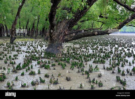 Breathing Roots Of Keora Trees At The World Largest Mangrove Forest