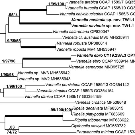 maximum likelihood iq tree phylogenetic tree of vannellida based on