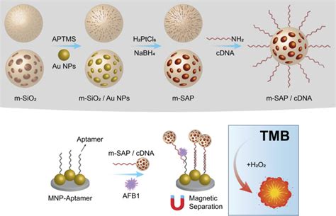 Magnetic Iron Oxide Based Nanozymes From Synthesis To Application Pmc