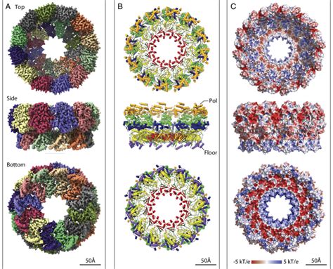 Single Particle Cryo Em Proto Crown Structure Top Side And Bottom Download Scientific