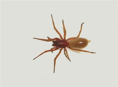 Sowbug Killer Spider Bite