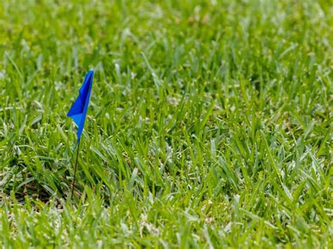 10 Weeds That Look Like Grass Invasive Grass Types Pictures Lawn Model