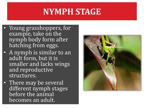 Ppt Types Of Metamorphosis Powerpoint Presentation Free Download Id 10146646