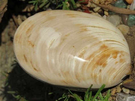 Polished X Rare Trigonia Fossil Bivalve Specimens Starstuffrocks