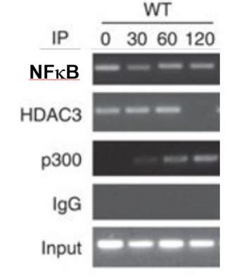 Answered Chromatin Immunoprecipitation Chip Experiments Enable