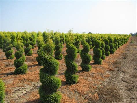 Juniperus Communis Gold Cone Wholesale Nursery Supplies And Plant
