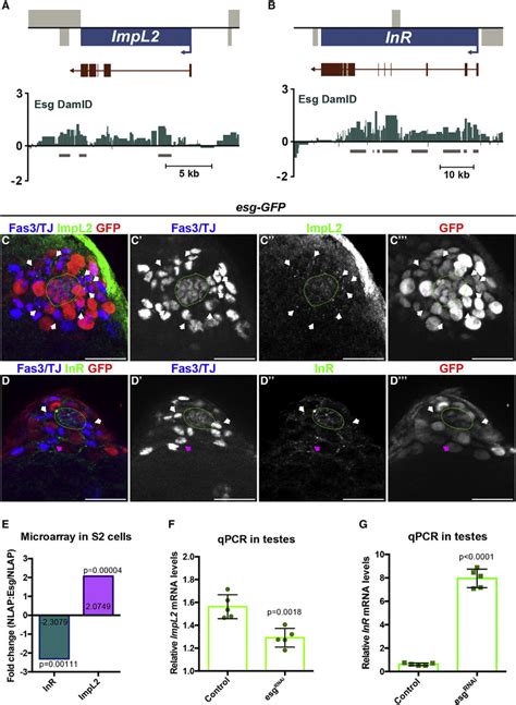Esg Regulates Expression Of Impl2 And Inr A And B Average Plots Of Download Scientific