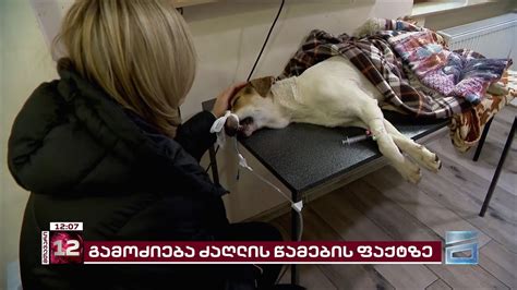 მძიმე სიტუაციაა დაშავებული ძაღლი სამკურნალოდ თბილისში გადმოიყვანეს ახალი დეტალები Youtube