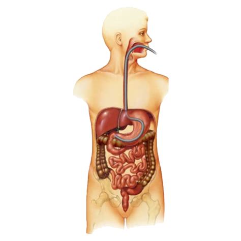 Endoscopic Procedures Dr Varun Teja Drvarun Teja