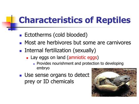 Characteristics Of Reptiles Papirio