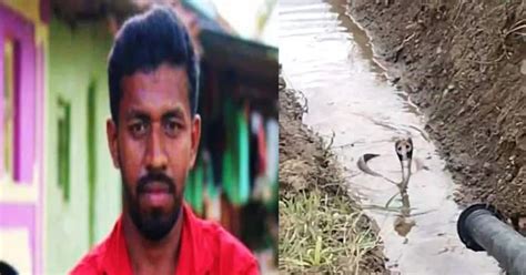 Cobra Bites Young Man 12 Days After Teasing Reinforcing Serpents Revenge Myth Check Details
