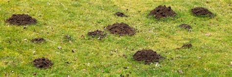 Pocket Gopher Tunnel System Pocket Gopher Tunnel System