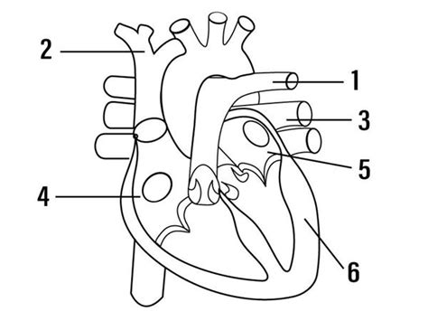 Human Heart Diagram Blank