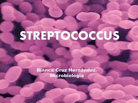Ppt Streptococcus Powerpoint Presentation Free Download Id2341409