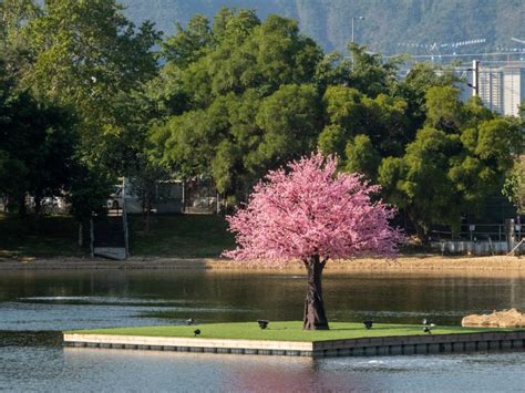 大埔lakehouse｜55米高櫻花樹＋8000朵鬱金香花海＋湖邊賞花