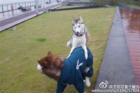 王思聰愛犬王可可被哈士奇調戲了，網友：富婆被二哈給上了 每日頭條