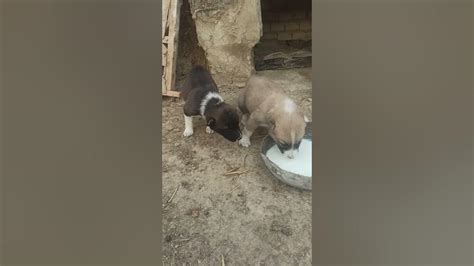 1جفت سگ نر وماده ترکمن آلابای Youtube