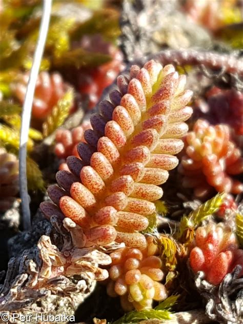 Sedum Sexangulare • Floravegeu