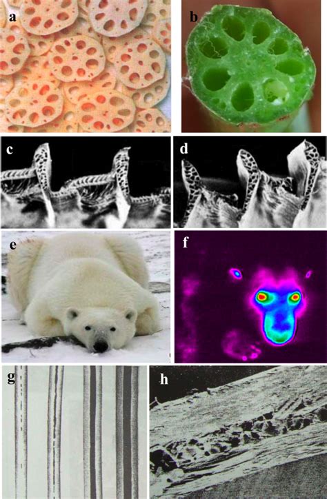 Core Shell Nanofibers Nano Channel And Capsule By Coaxial