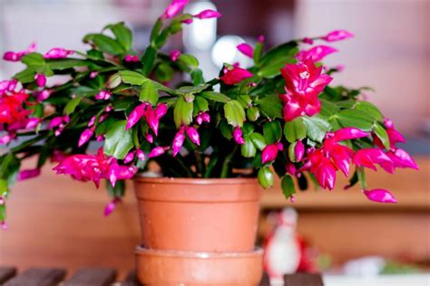 6 Proven Steps To Save Your Overwatered Christmas Cactus