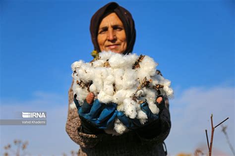 فرارو تصاویر برداشت پنبه از مزارع خراسان شمالی
