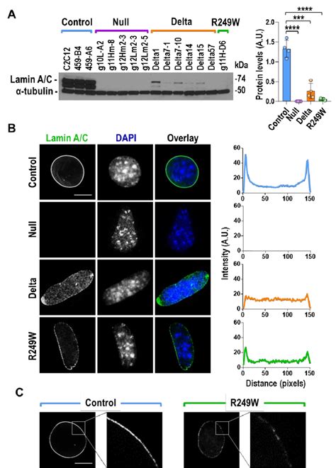 Lamin A And C Levels And Subcellular Localization Are Altered In Lmna